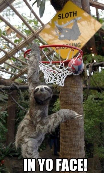 Memes | Just Slothing Around